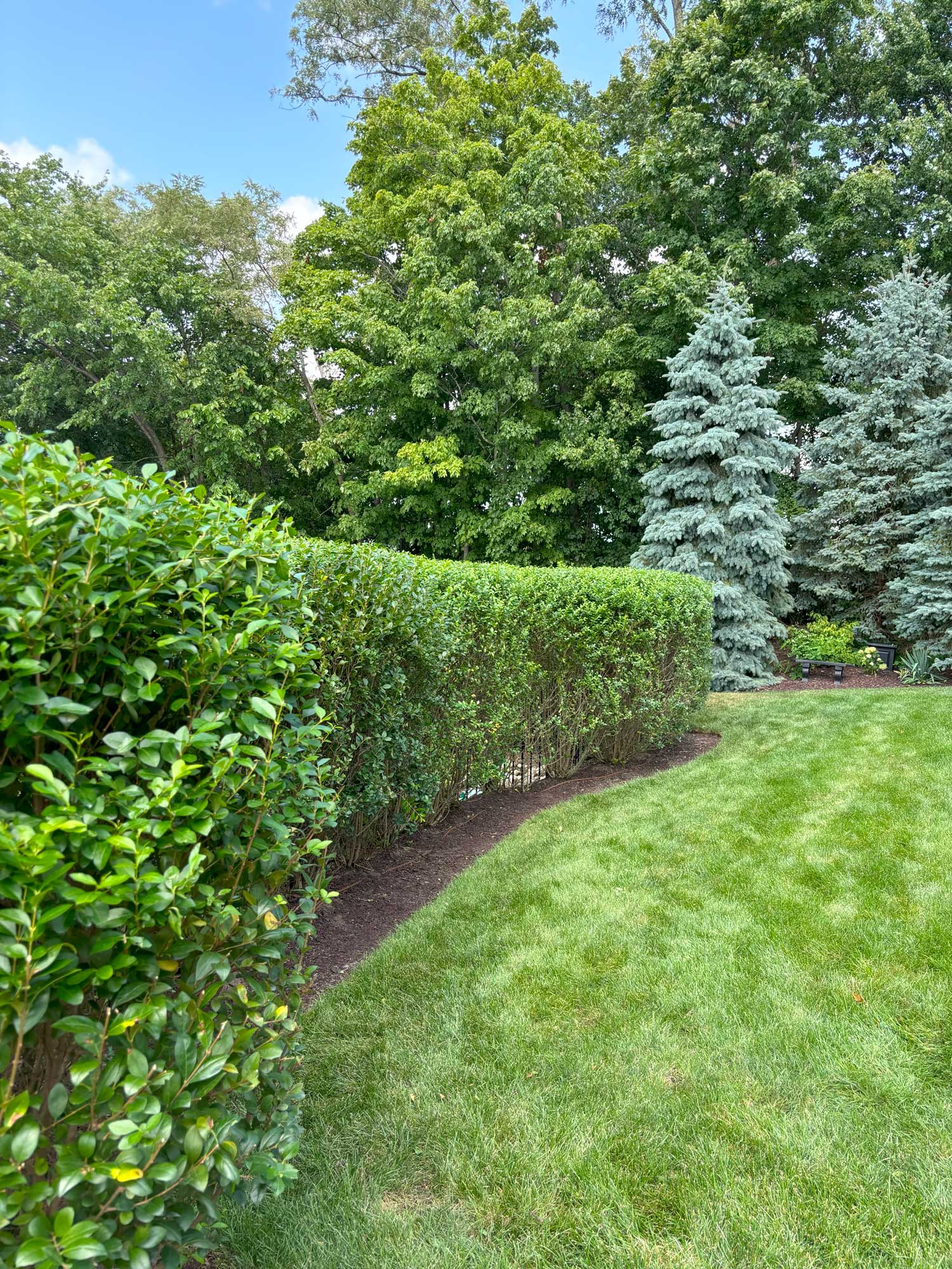Small Tree & Shrub Pruning - Wanduring Roots